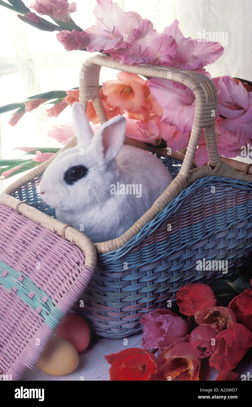 Bunny in basket Stock Photo - Alamy