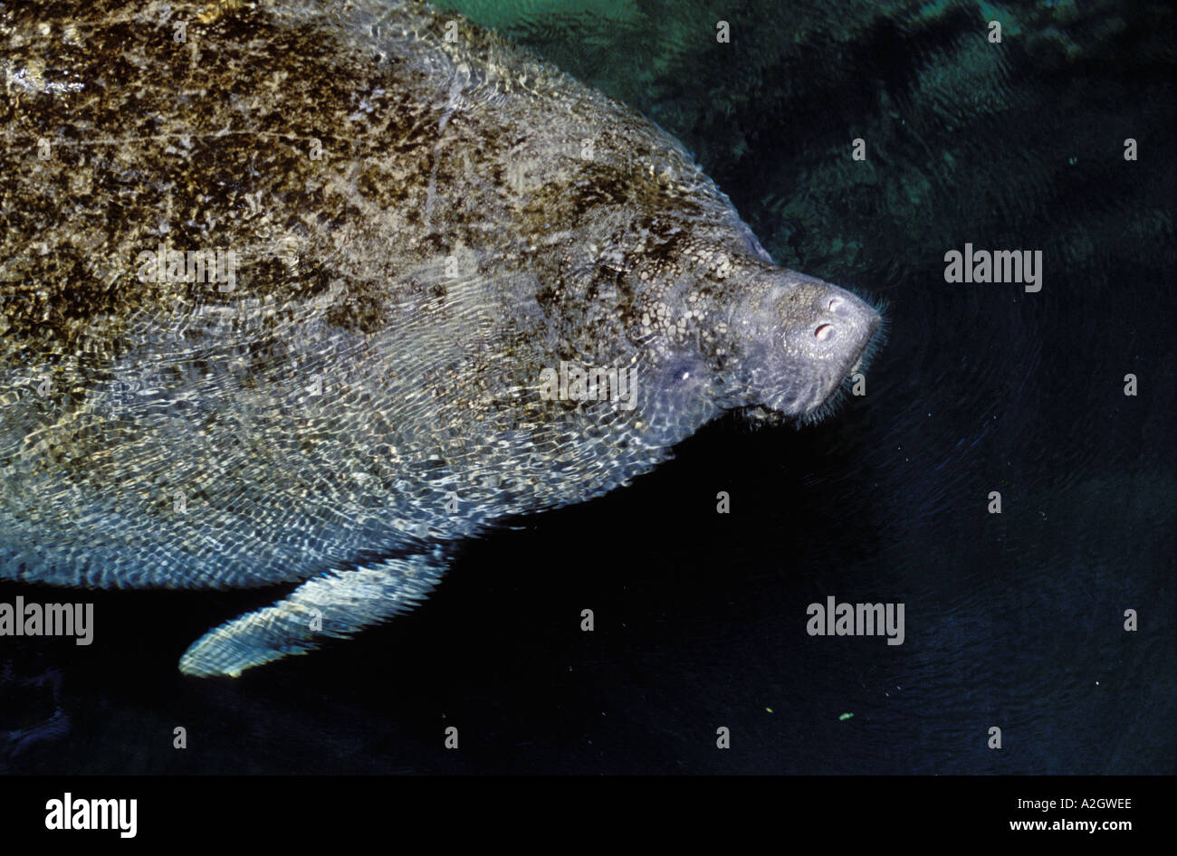 Manatees underwater hi-res stock photography and images - Alamy