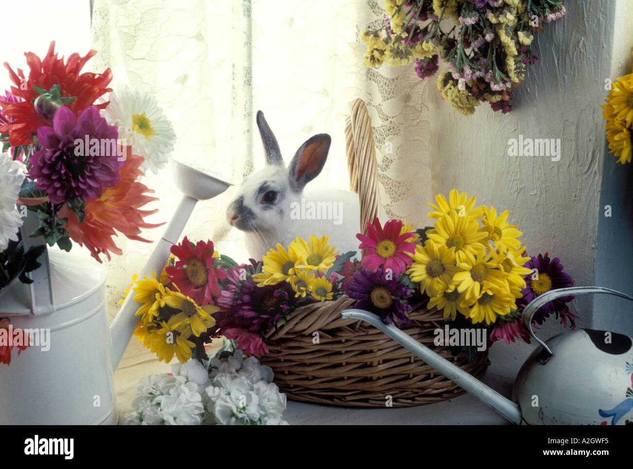 Furry creatures hi-res stock photography and images - Alamy