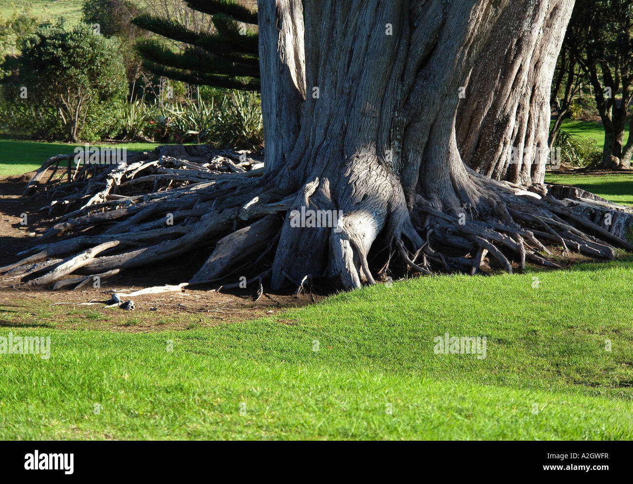 Giant tree roots of Douglas fir tree in parkland, Auckland New Zealand ...