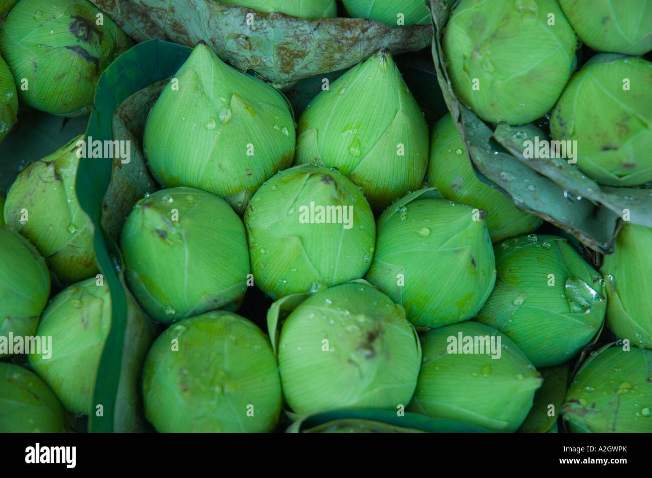 Thailand Pattaya market lotus flowers for Buddhist offering Stock Photo ...