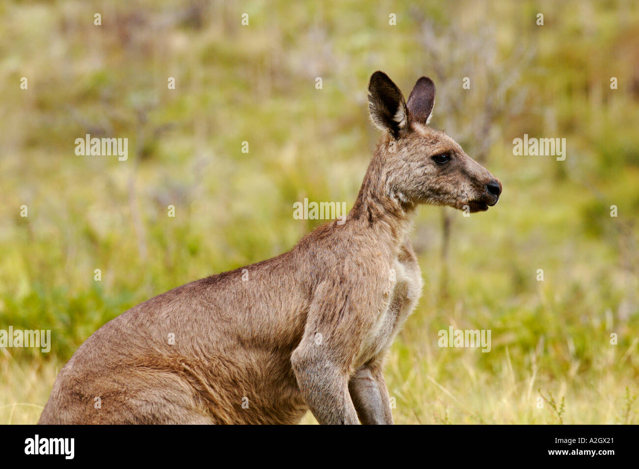Animals, Eastern Grey Kangaroo Macropus giganteus Stock Photo - Alamy