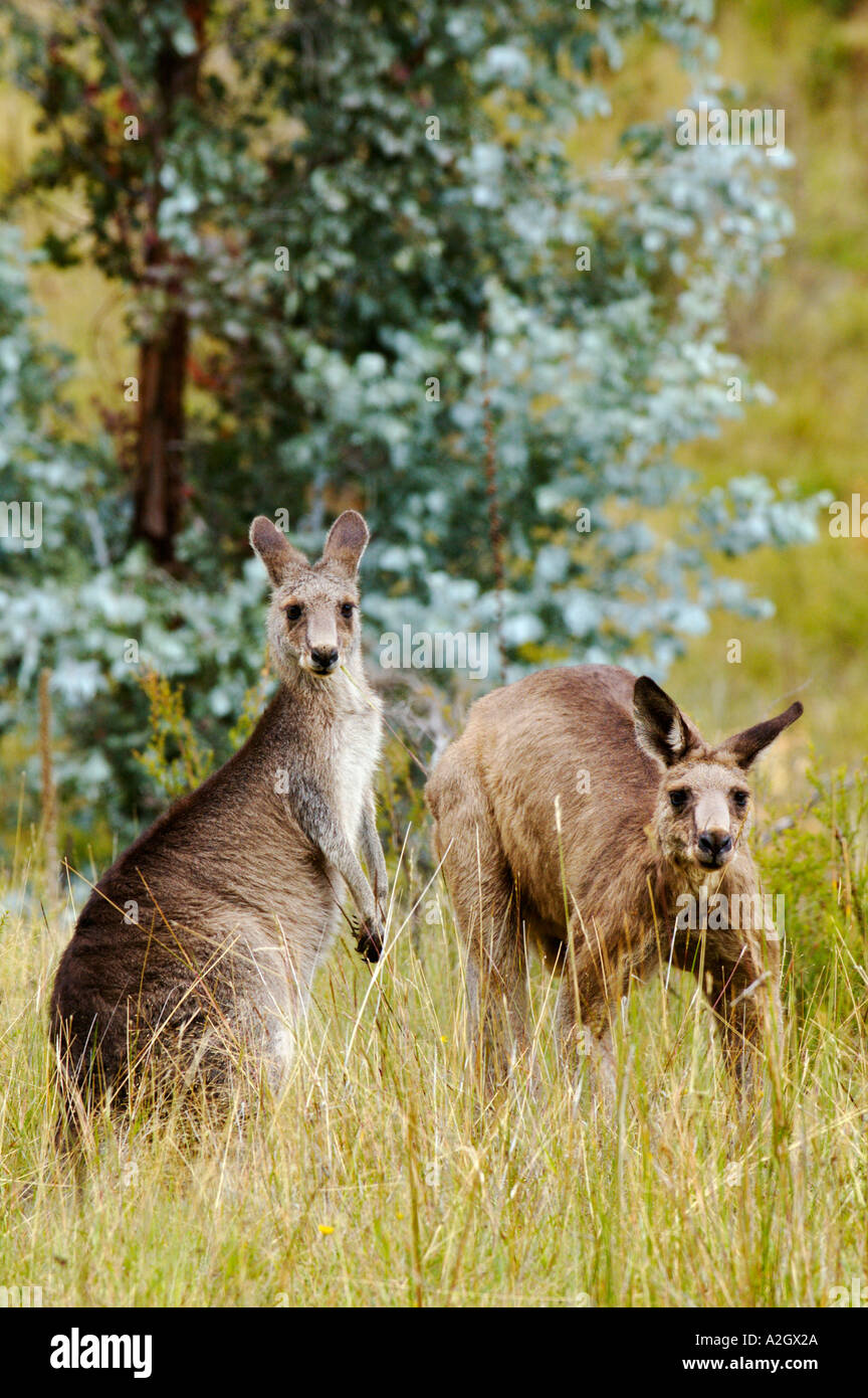Animals, Eastern Grey Kangaroos Macropus giganteus Stock Photo - Alamy