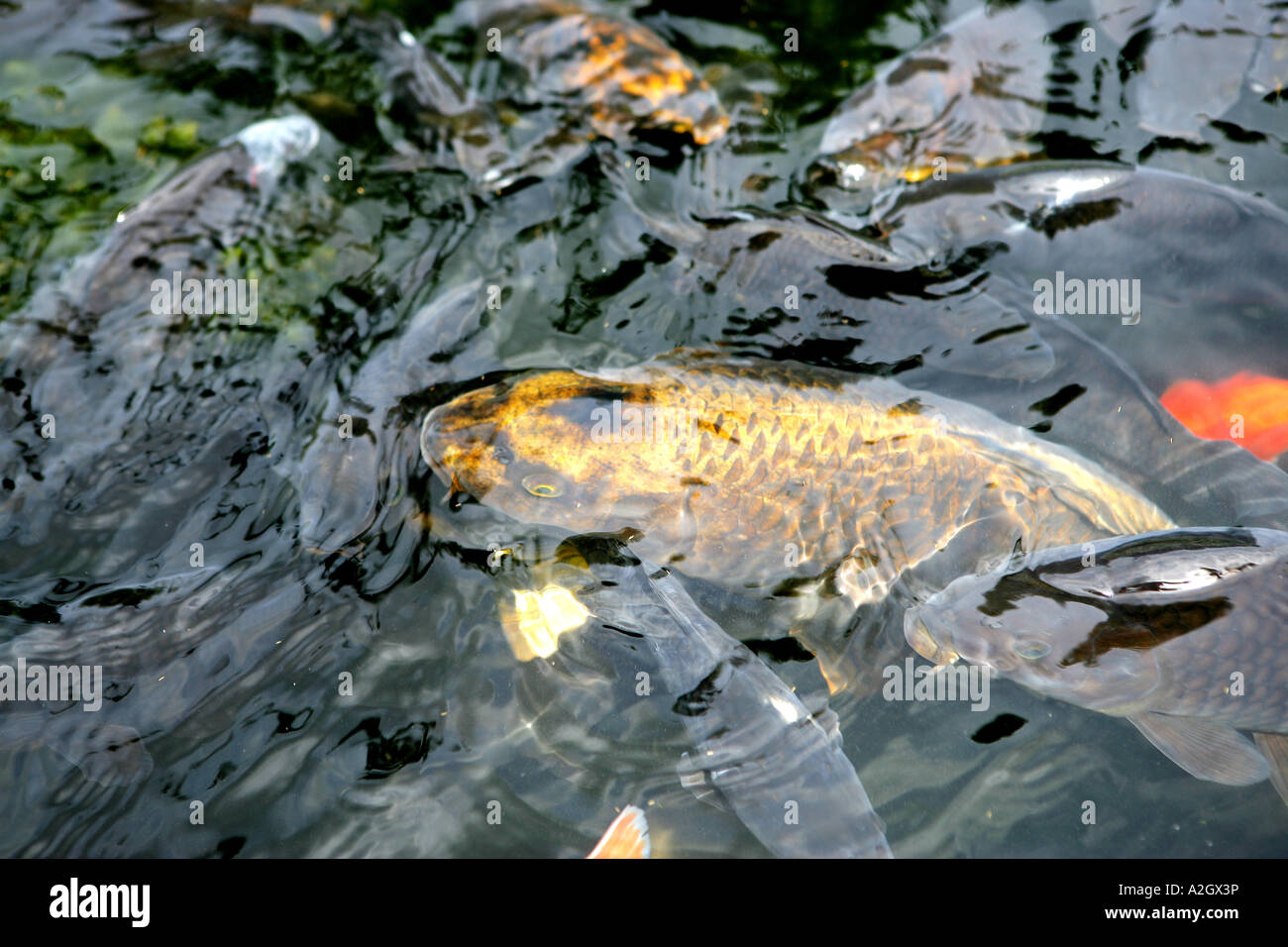 Carp fish pond freshwater good luck japanese hi-res stock photography ...