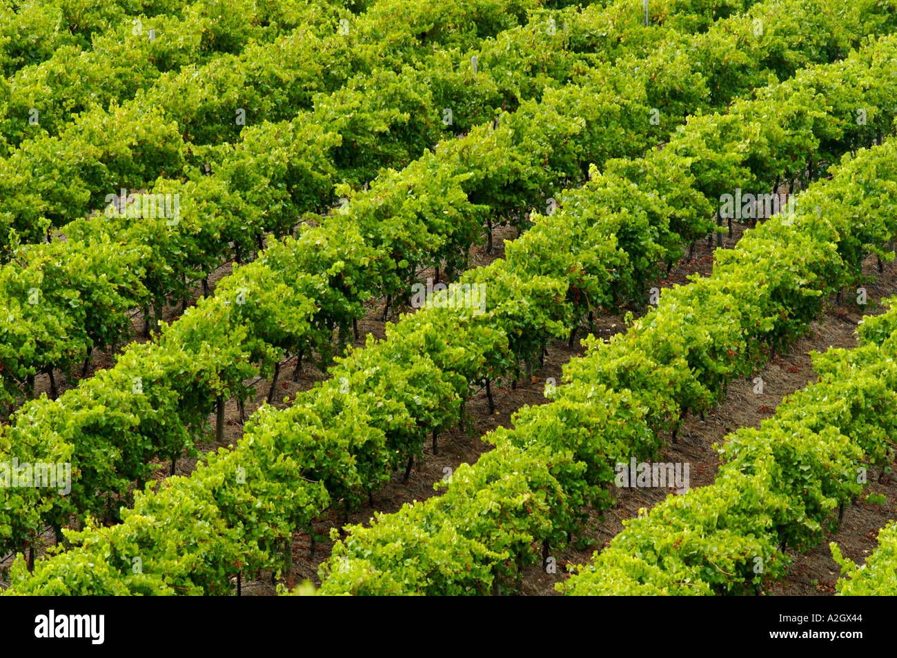 Australia, South Australia, McLaren Vale, Vineyard Stock Photo - Alamy