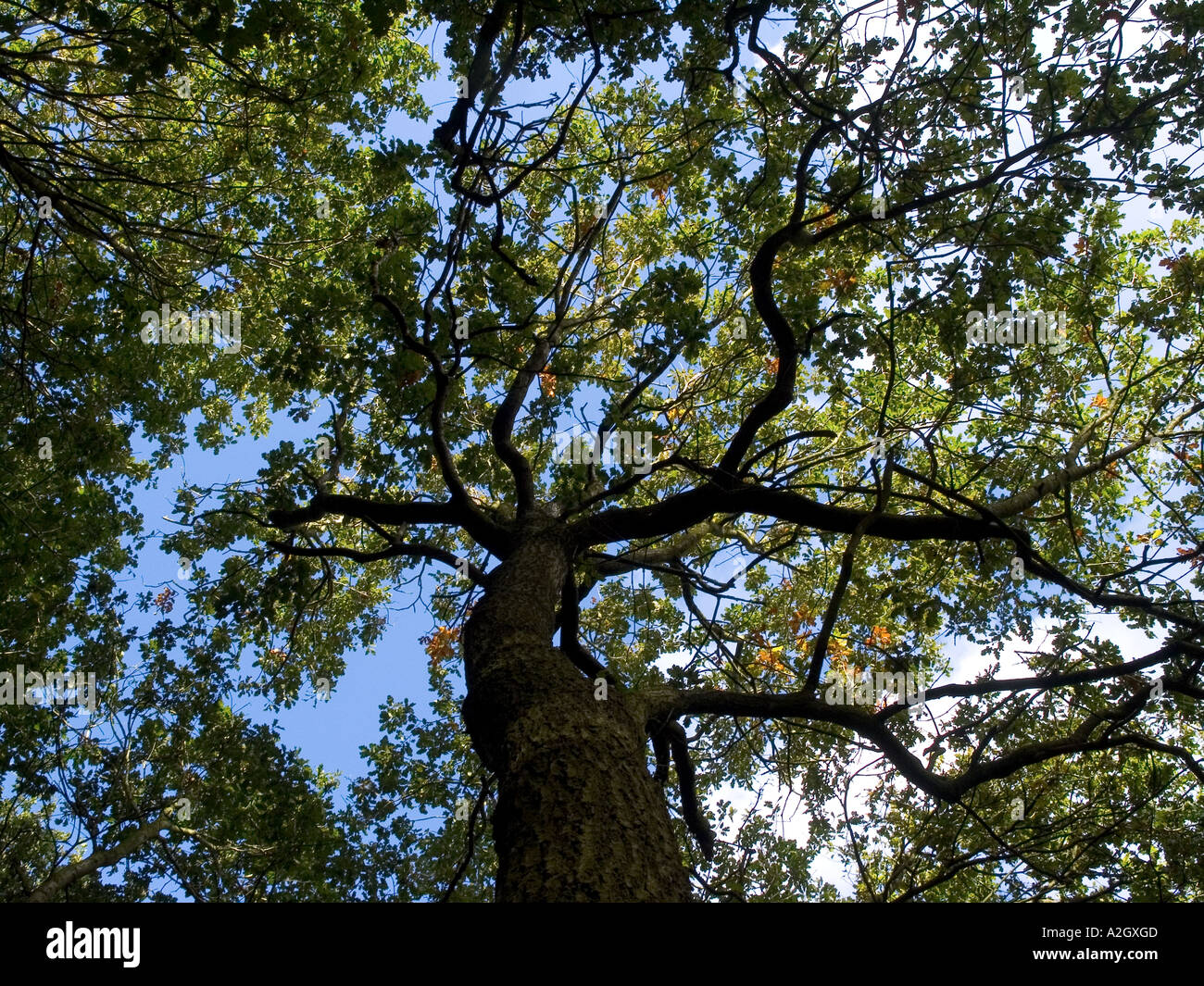 Top of an oak tree Stock Photo - Alamy