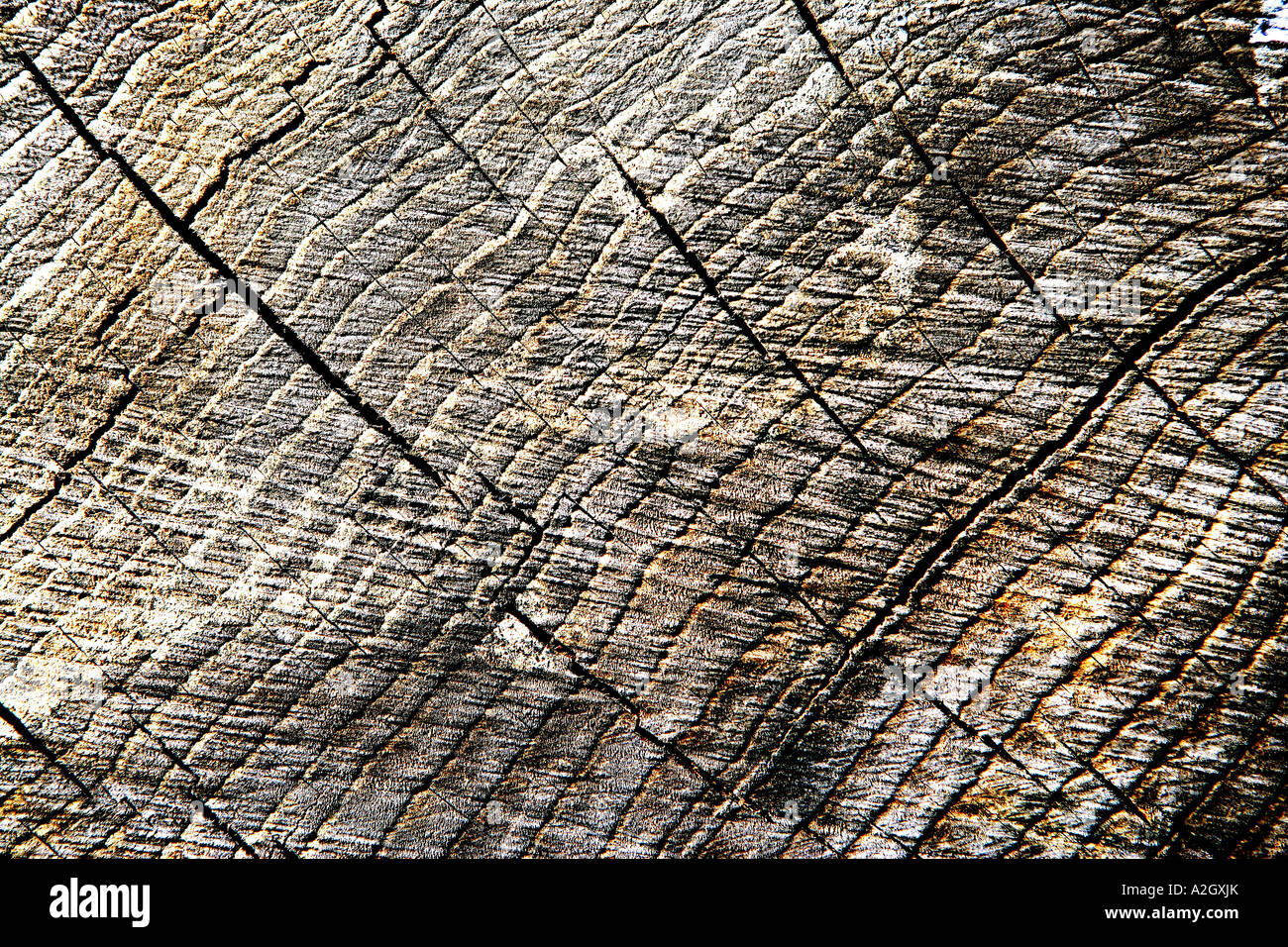 Trees stumps trunks textures details grains wood concepts natural hi ...