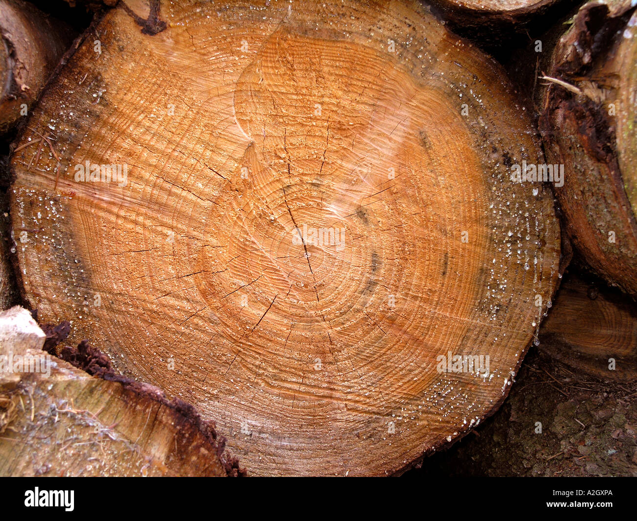 Cut through pine log clearly showing year rings Stock Photo - Alamy