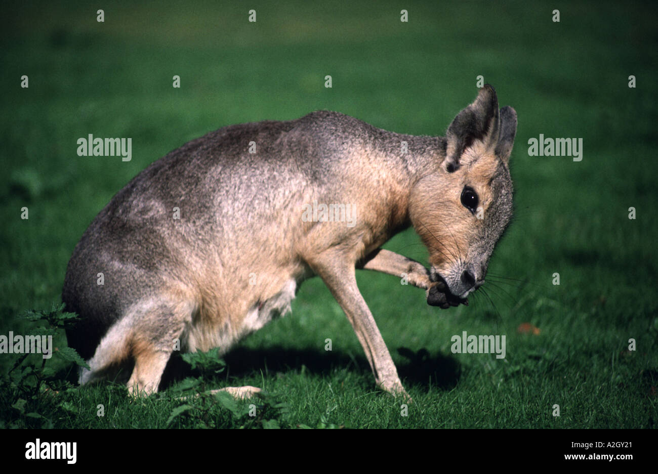 Patagonium hi-res stock photography and images - Alamy