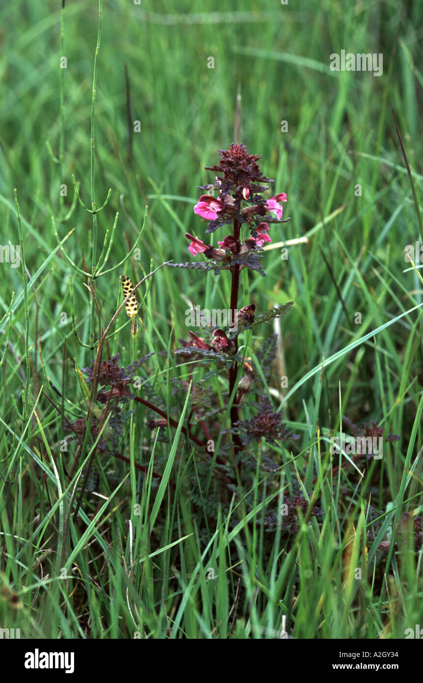 Ratttle hi-res stock photography and images - Alamy