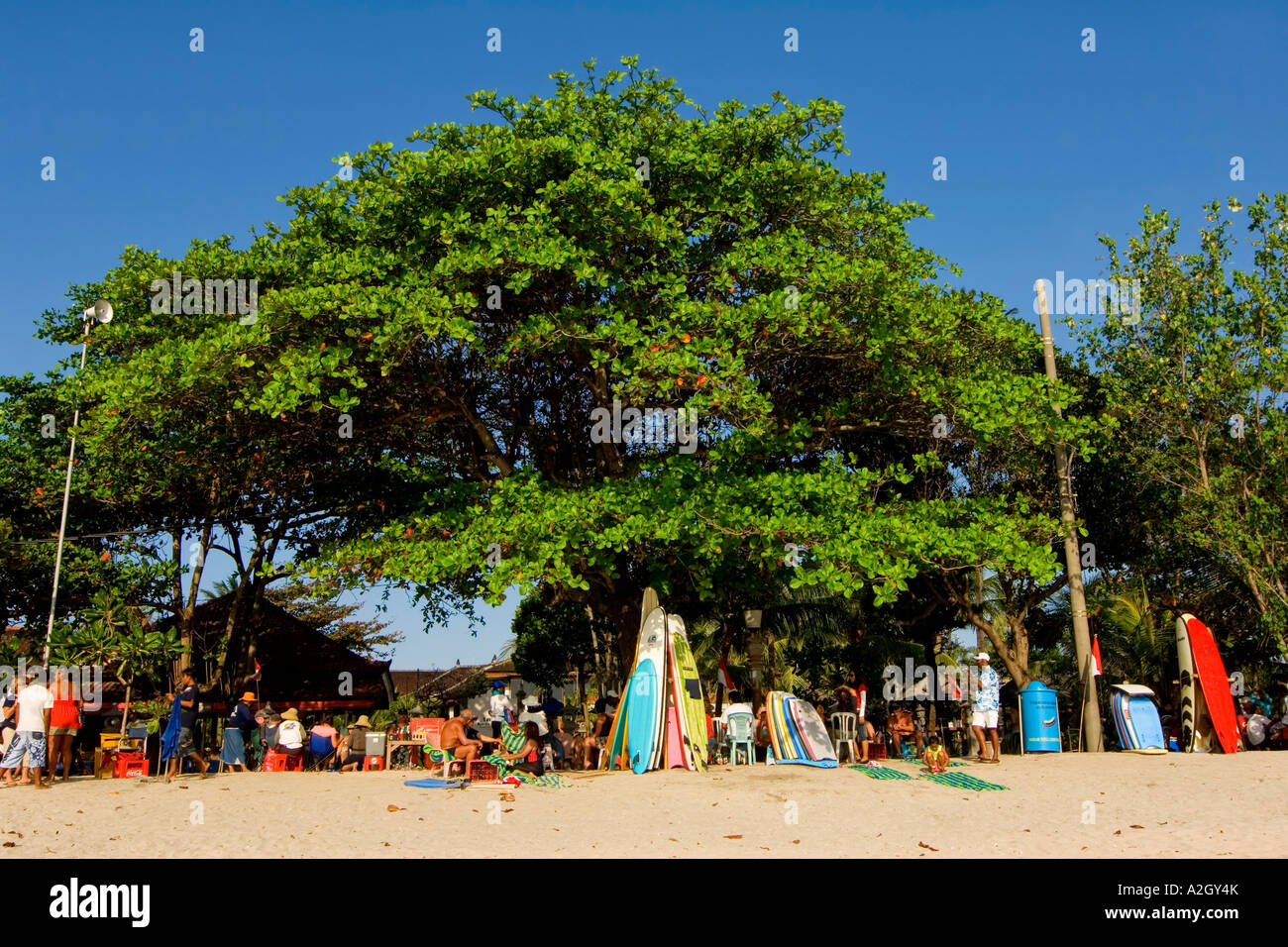 Indonesia Bali Kuta tree at beach with surf boards Stock Photo - Alamy