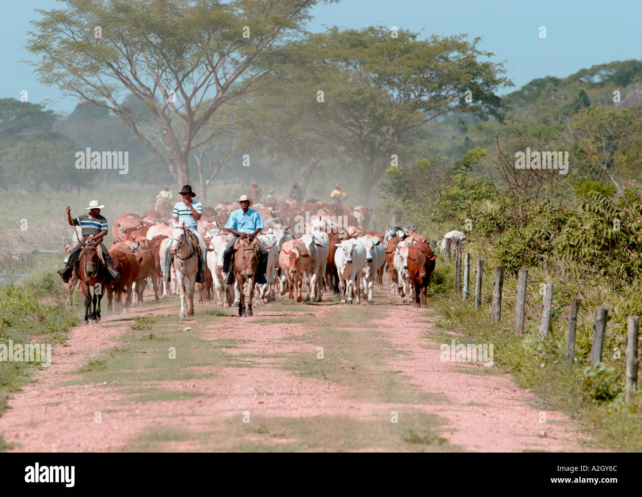 Venezuela cattle not cows not cow hi-res stock photography and images ...