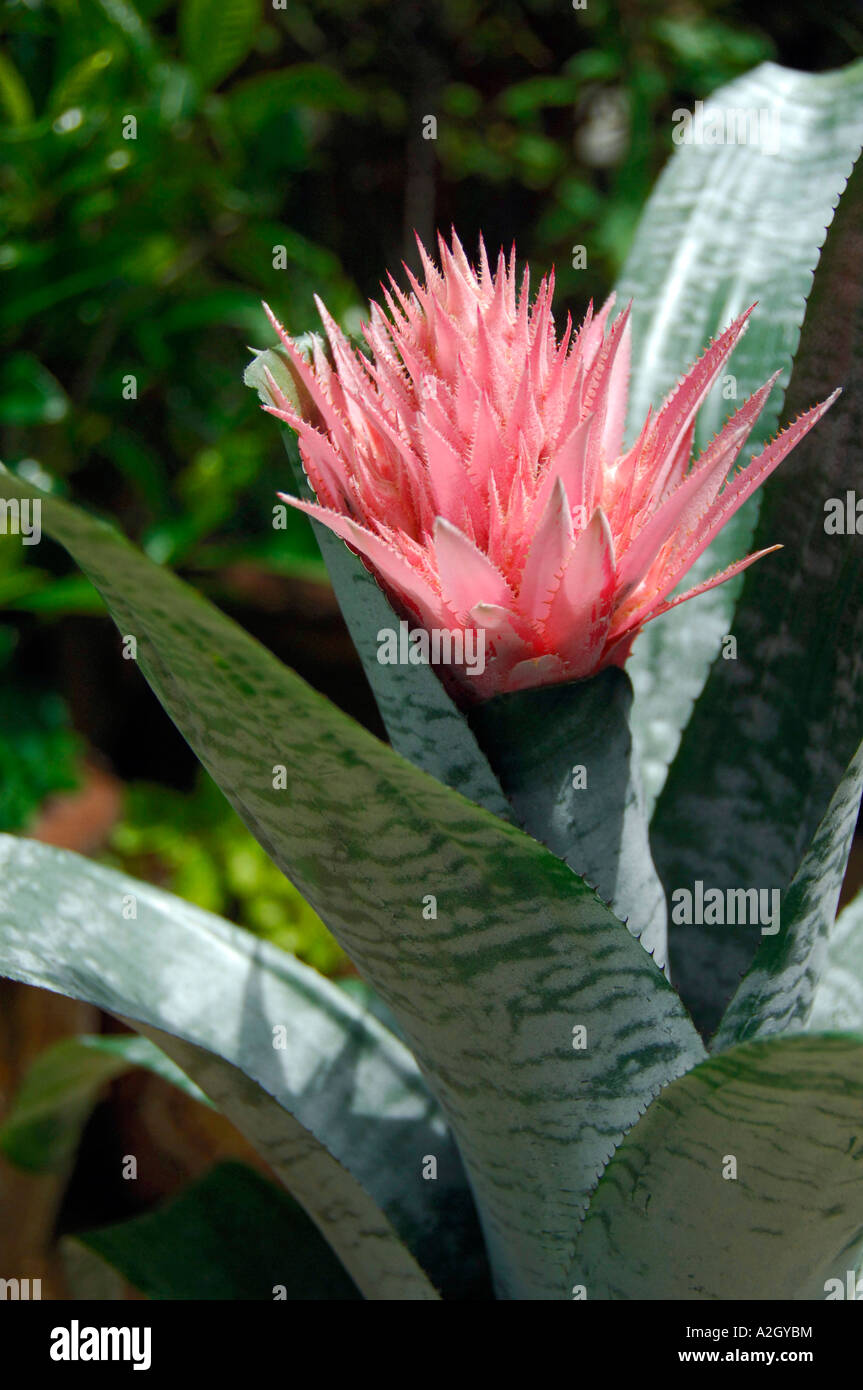 Tropical pink Bromeliad plant in flower Stock Photo - Alamy