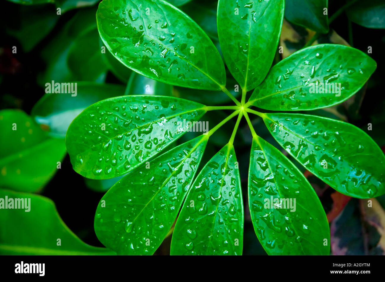 Indonesia Bali Ubud green leaves with rain drops Stock Photo - Alamy