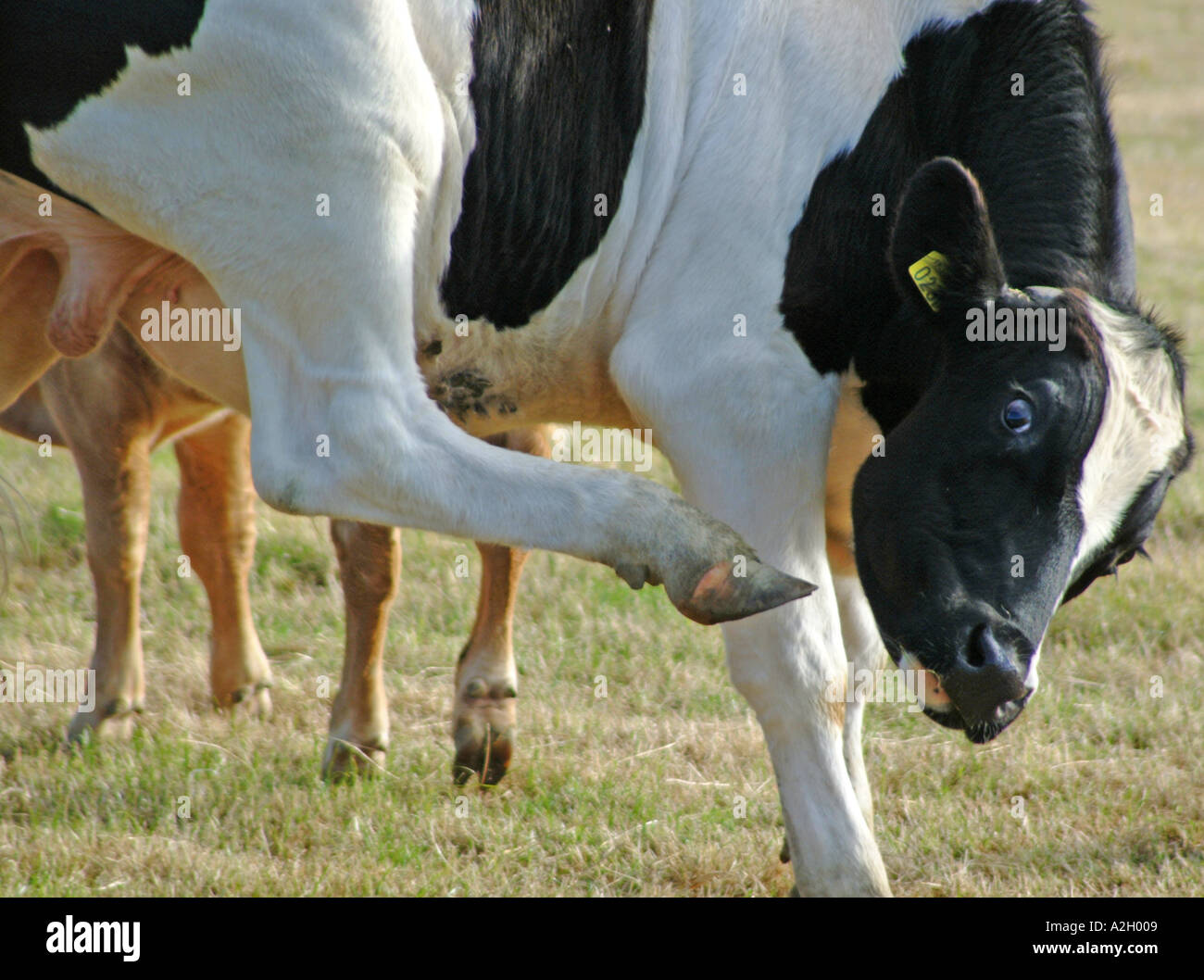 Ireland countryside sheep cows hi-res stock photography and images - Alamy