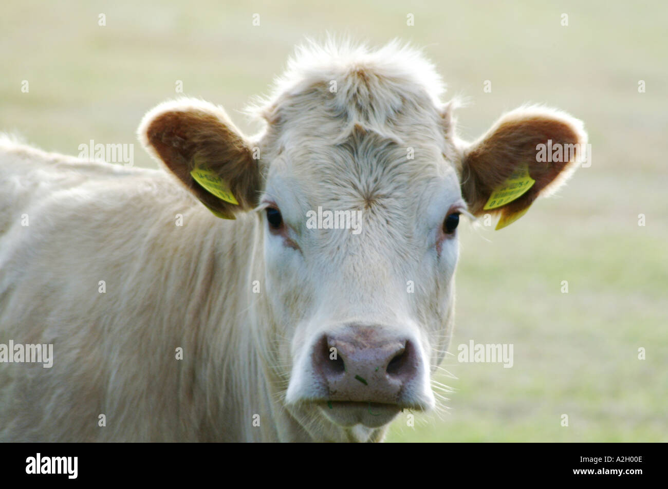 Ireland countryside sheep cows hi-res stock photography and images - Alamy