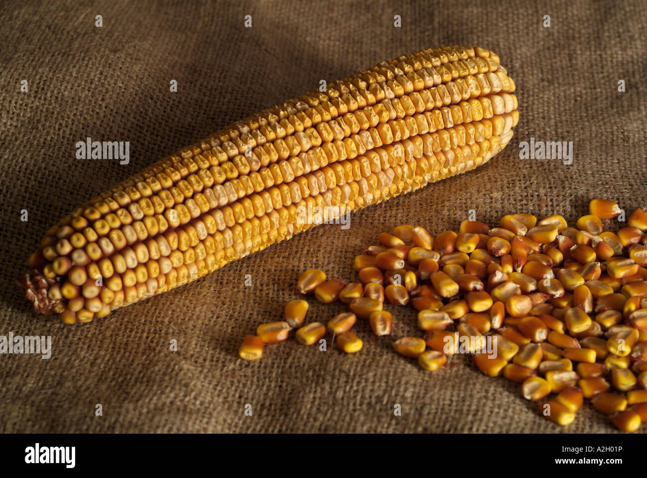 Dried Corn on the Cobb on a Grain Sack Stock Photo - Alamy