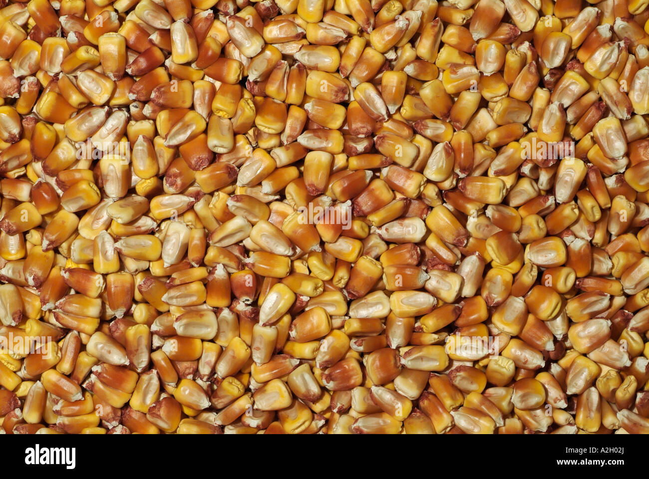 Dried Corn Close Up Stock Photo - Alamy