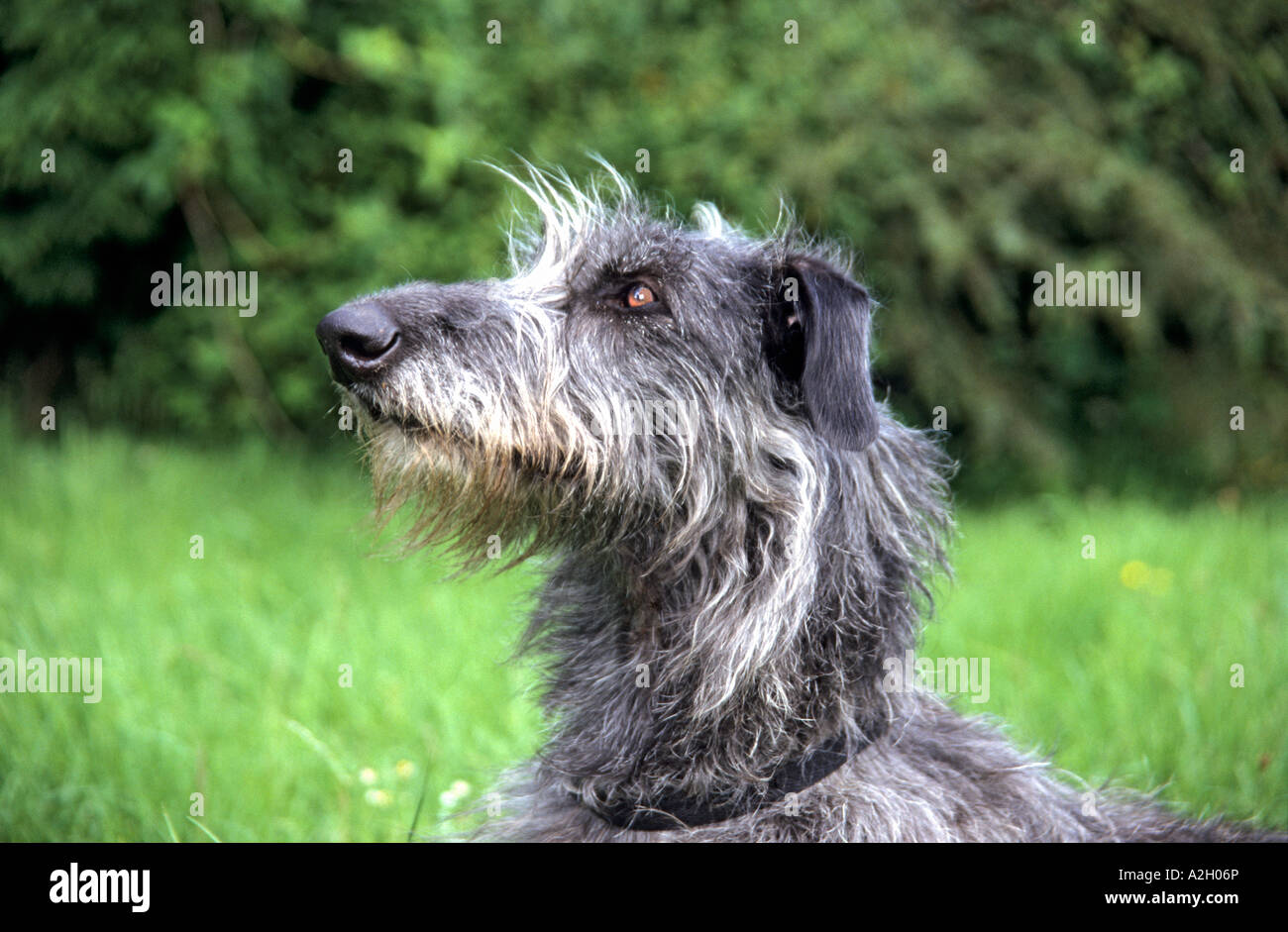 Kessie a young Deerhound bitch with characteristic pointed hound nose ...