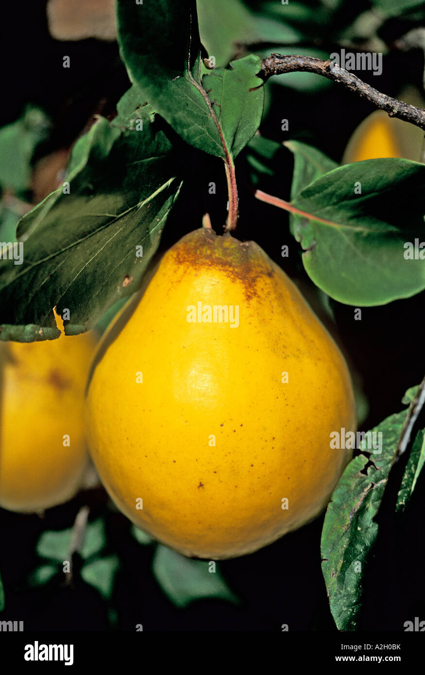 Quince meech prolific hi-res stock photography and images - Alamy