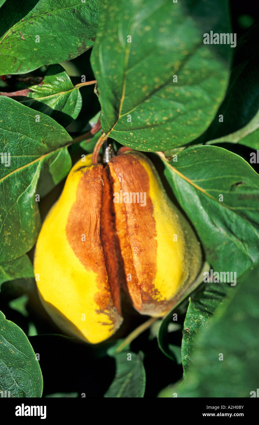 Quince meech prolific hi-res stock photography and images - Alamy