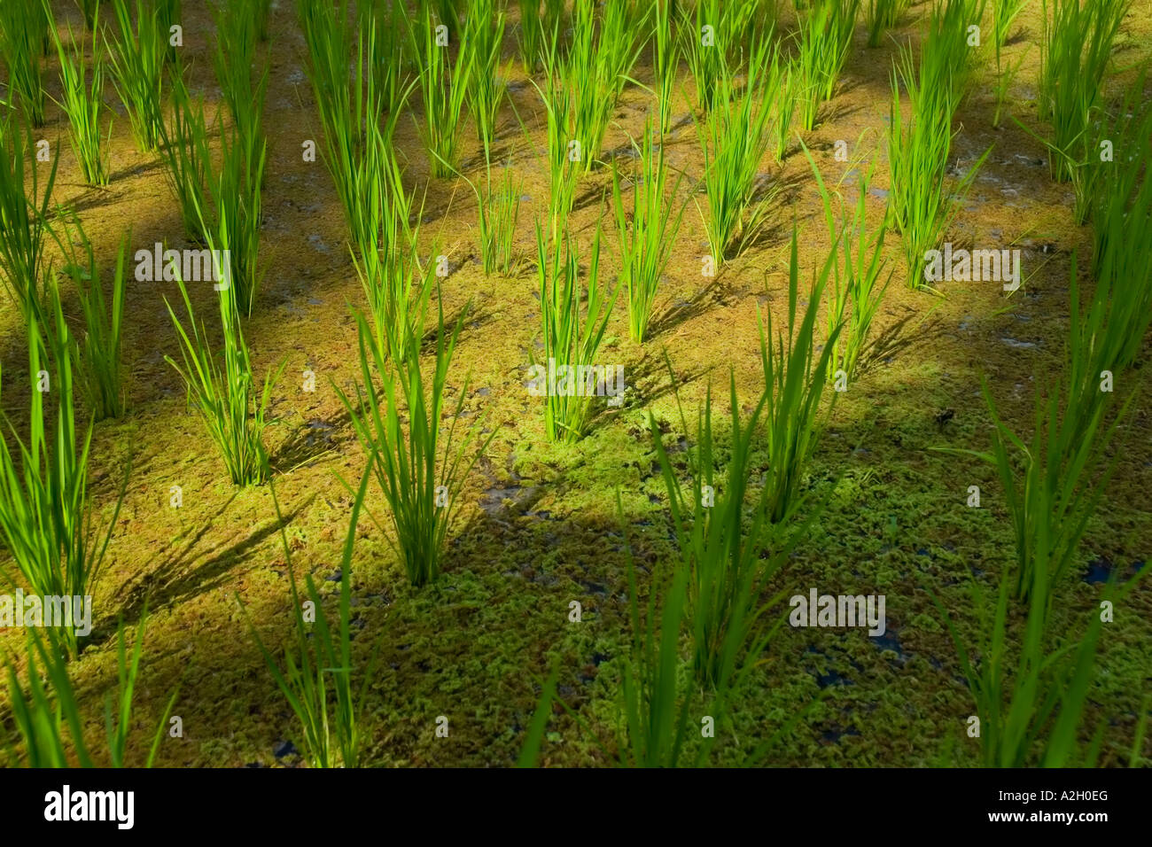 Indonesia Bali Jatiluwih the red rice paddy fields are wholly ...