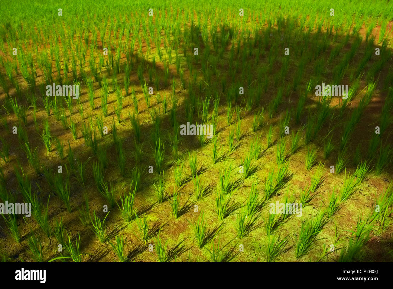 Indonesia Bali Jatiluwih the red rice paddy fields are wholly ...