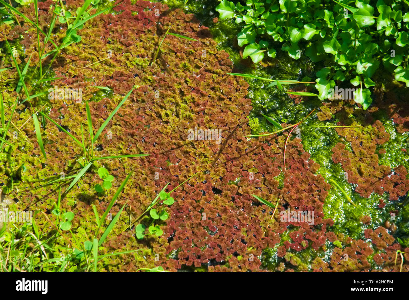 Indonesia Bali Jatiluwih red rice paddy fields Stock Photo - Alamy