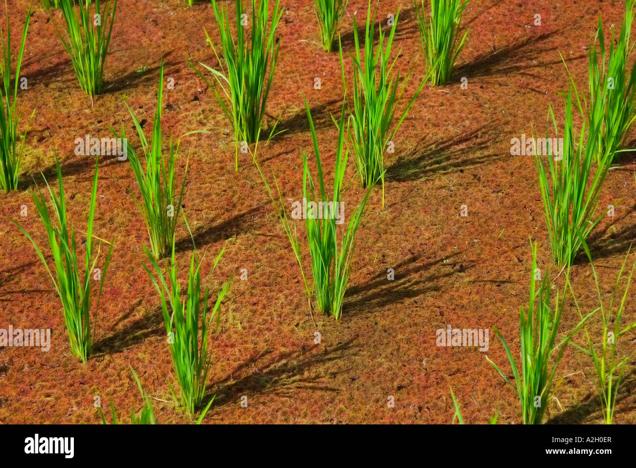 Indonesia Bali Jatiluwih red rice paddy fields Stock Photo - Alamy