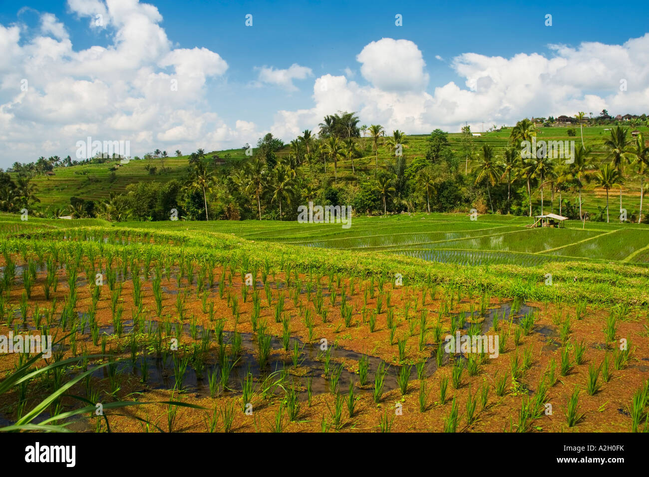 Indonesia Bali Jatiluwih the red rice paddy fields are wholly ...