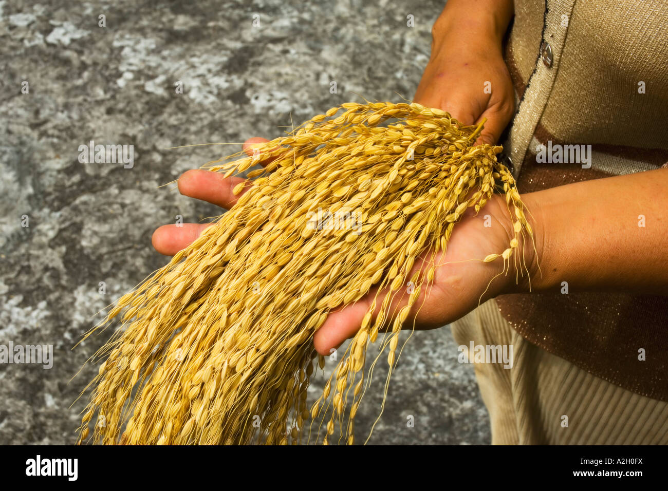 Indonesia Bali Jatiluwih Red rice paddy held in worker's hands Stock ...