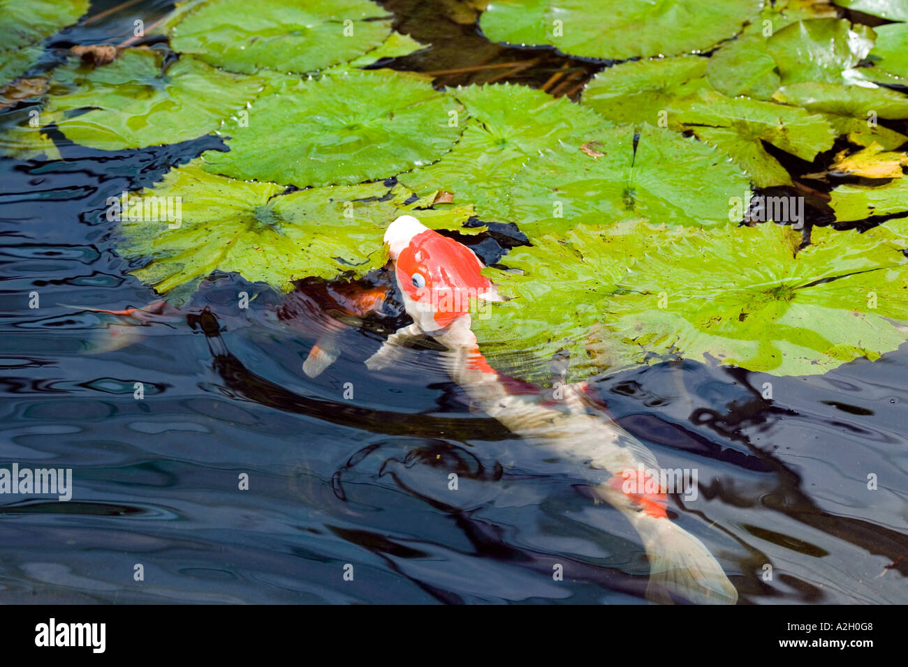 Koi pond fish hi-res stock photography and images - Alamy
