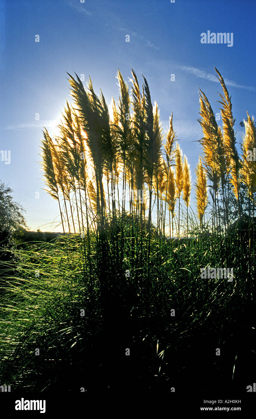 Tall plumes hi-res stock photography and images - Alamy