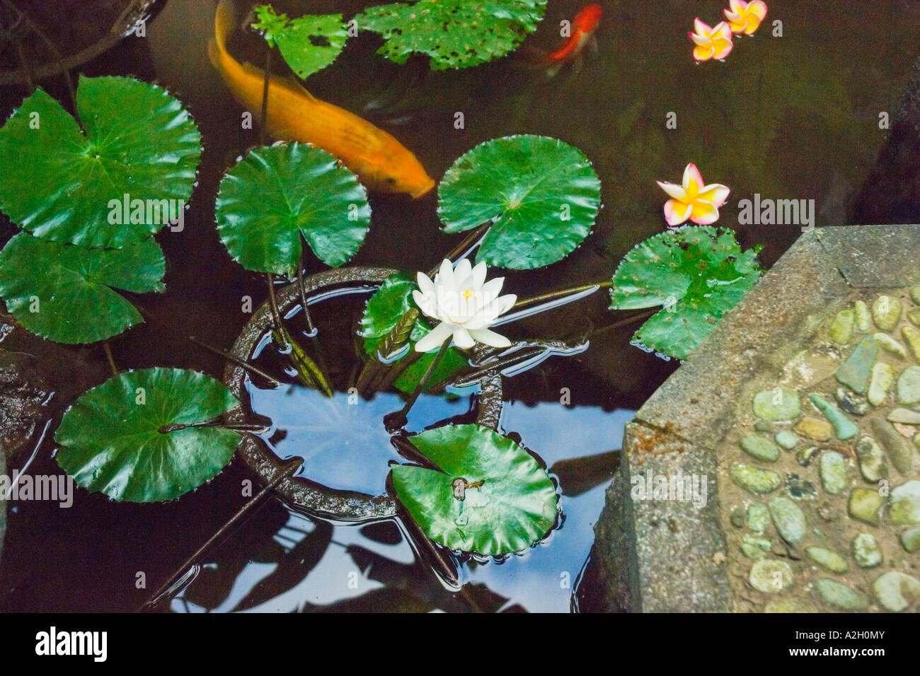 Indonesia Bali Ubud garden pond with water lilies and fish Stock Photo ...