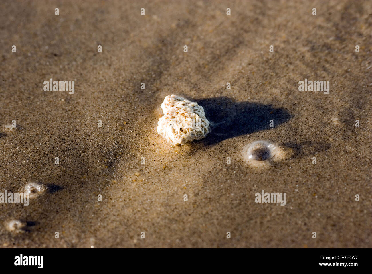 Seashell at Langkawi island in Malaysia Stock Photo - Alamy