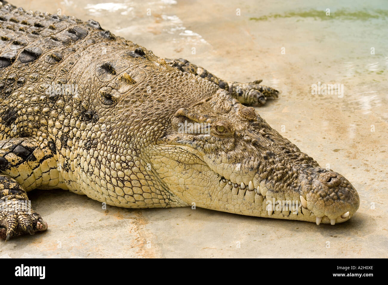 Buaya High Resolution Stock Photography and Images - Alamy