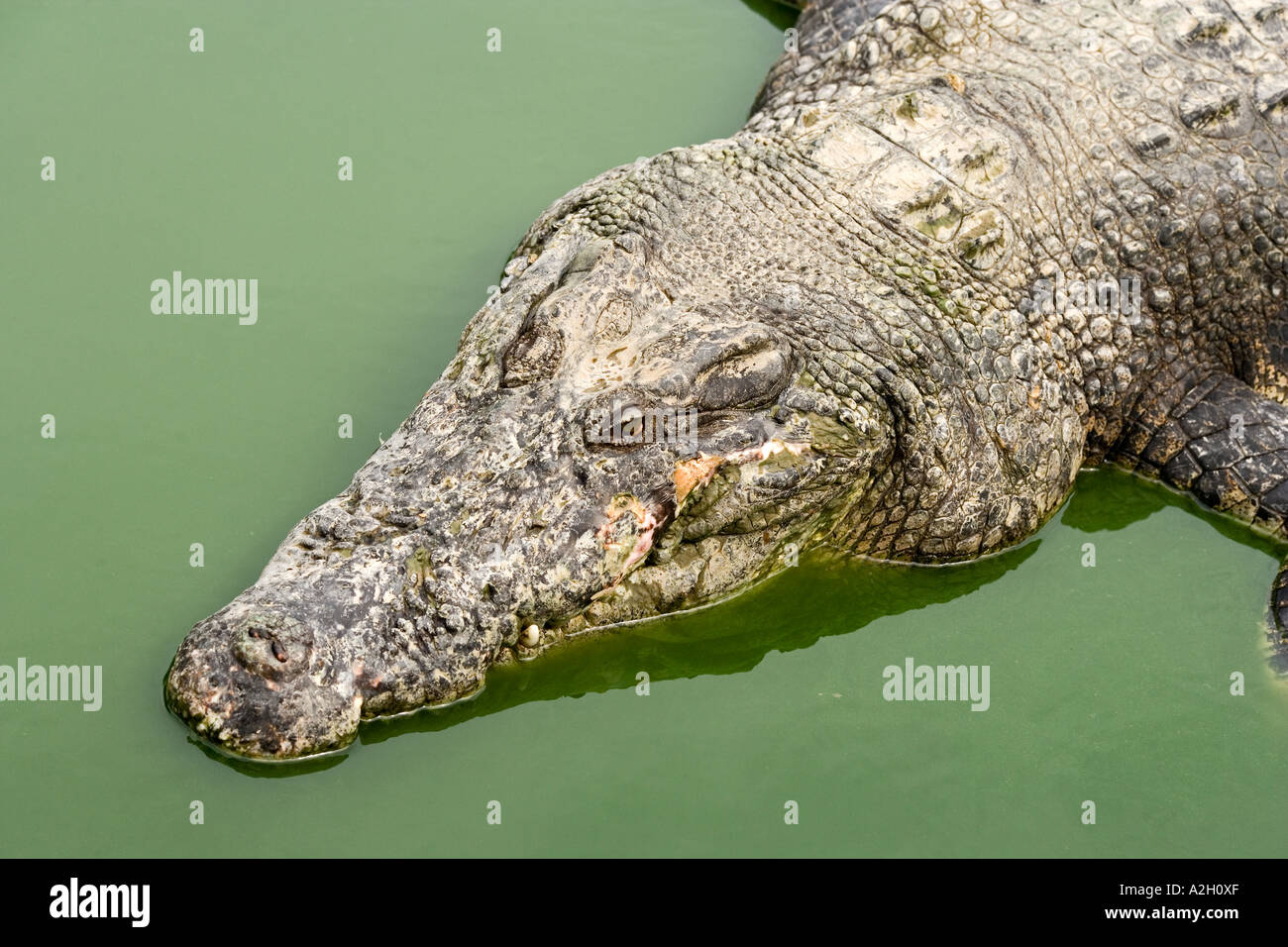 Pulau buaya hi-res stock photography and images - Alamy