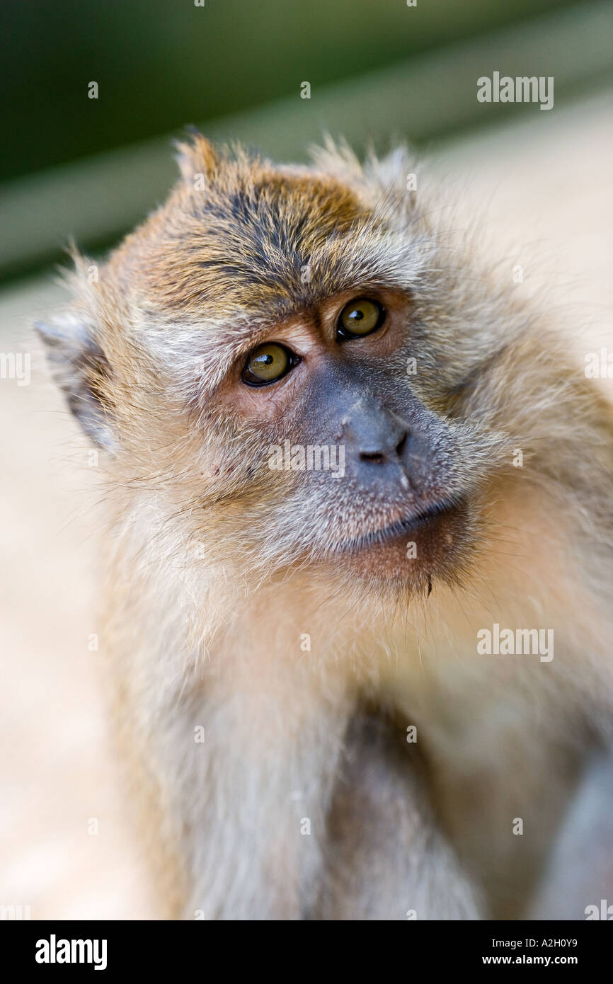 Wild monkey at Langkawi island in Malaysia Stock Photo - Alamy