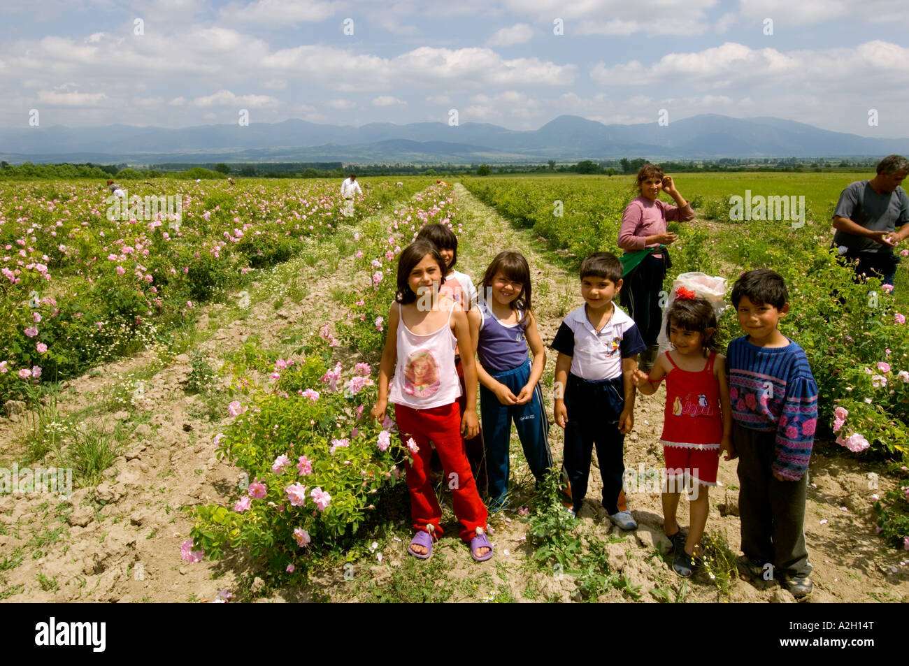 Europe Bulgaria Valley Of The Roses Kazanluk Farmers during rose ...