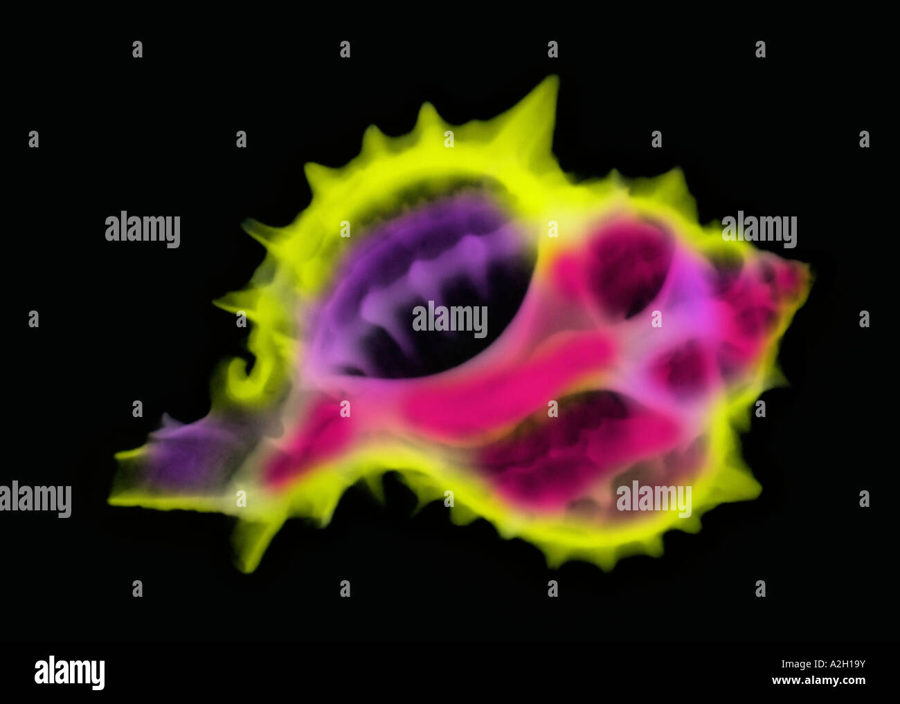colorized xray of a sea shell Stock Photo - Alamy