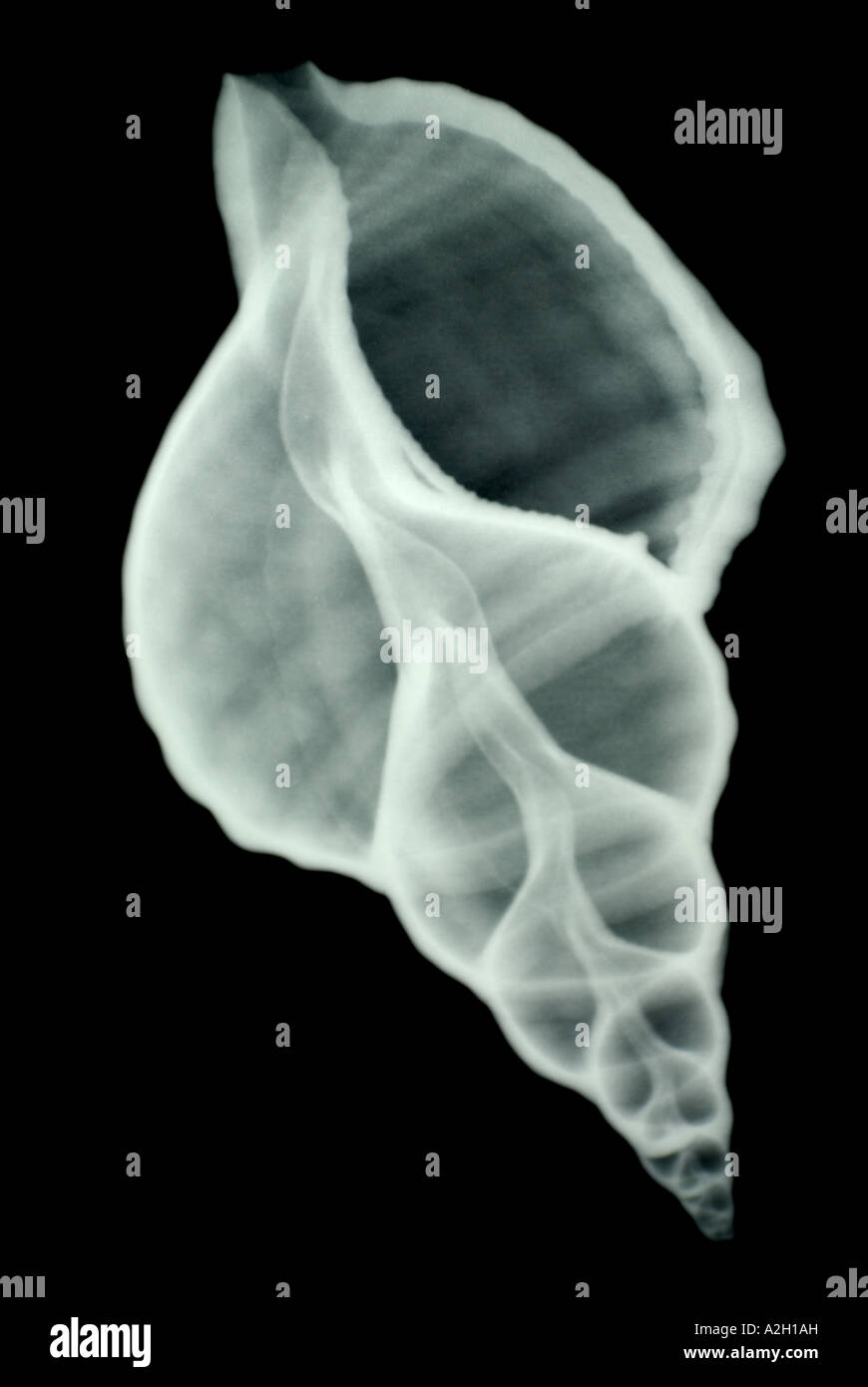 xray of a sea shell Stock Photo - Alamy