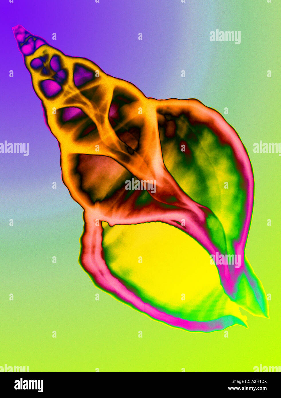 xray of seashell Stock Photo - Alamy