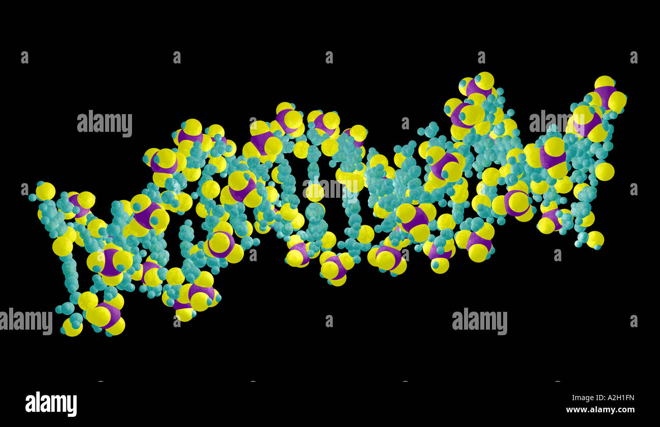 molecular model of a DNA molecule showing the base pairs in blue and ...