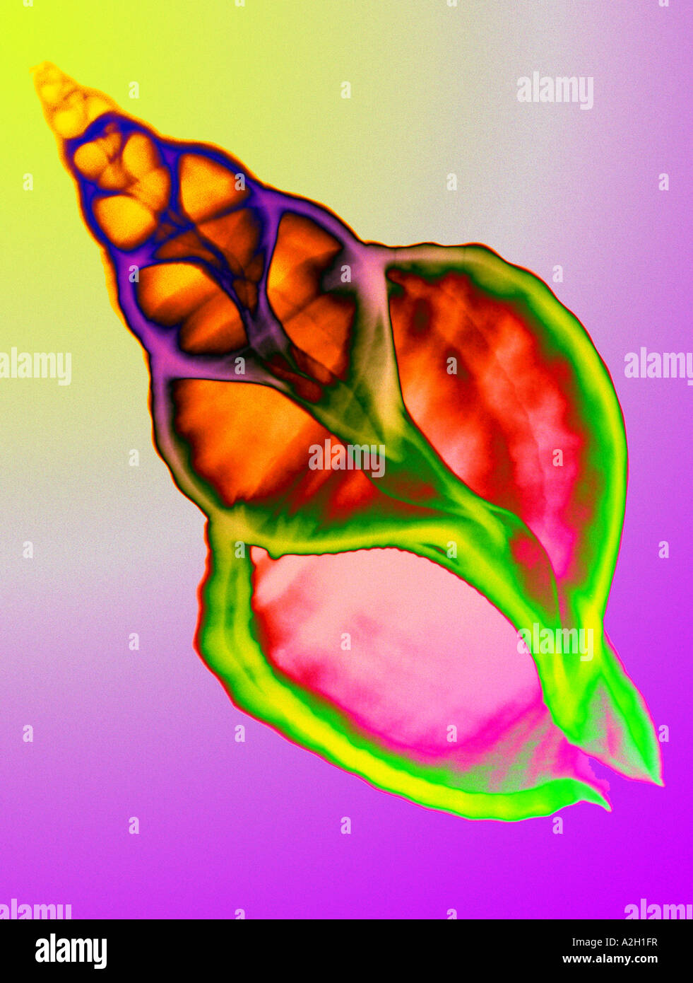 colorized xray of seashell Stock Photo - Alamy