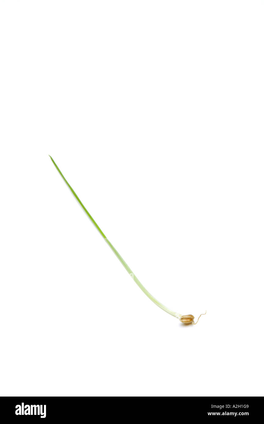 single blade of wheat grass with seed Stock Photo - Alamy