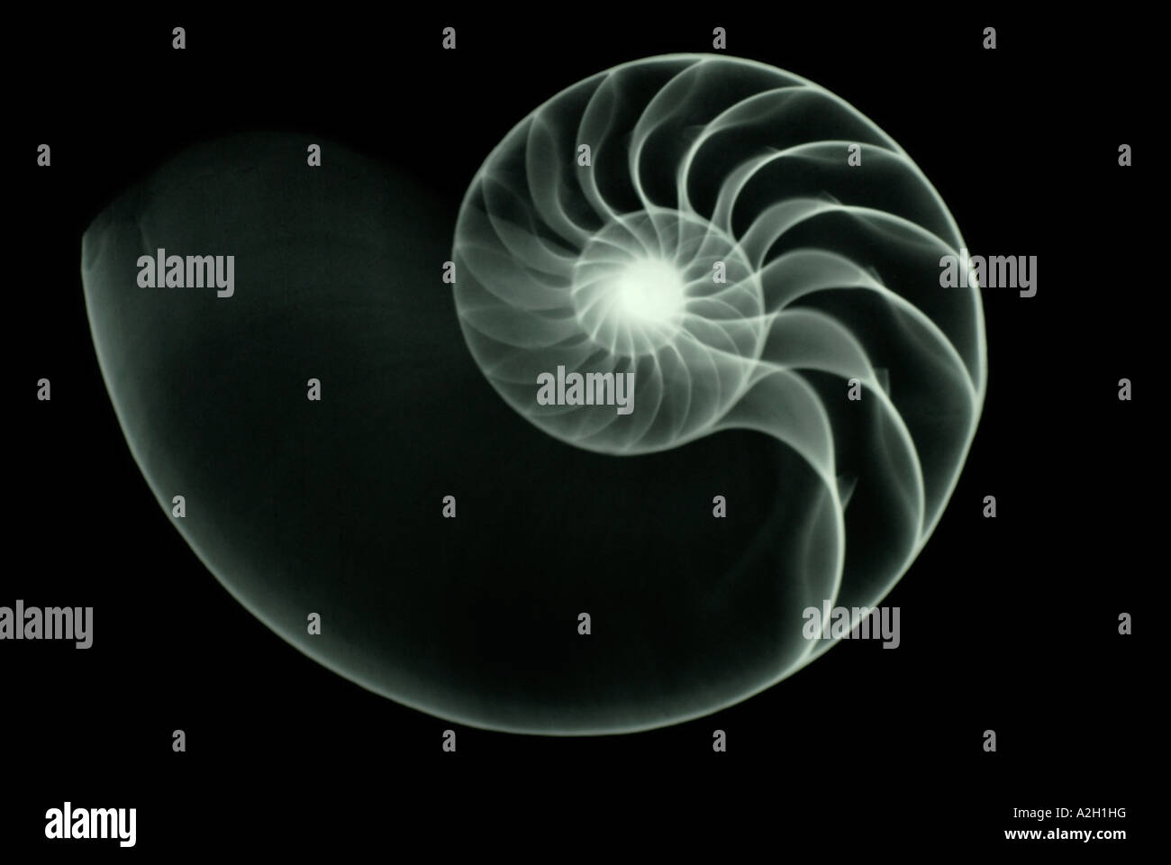 Xray nautilus shell hi-res stock photography and images - Alamy