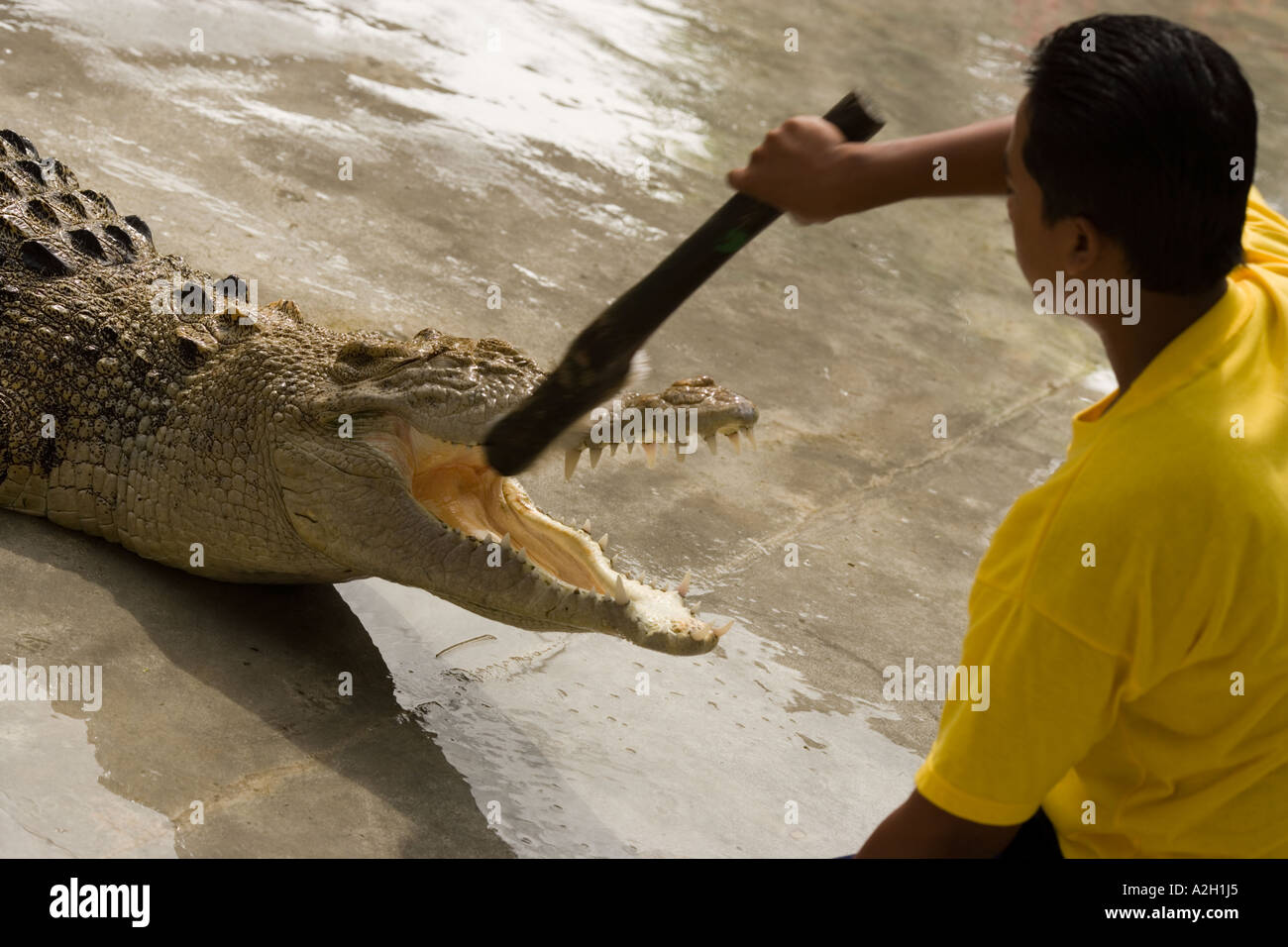 Trainer with crocodile at Langkawi island in Malaysia Stock Photo - Alamy
