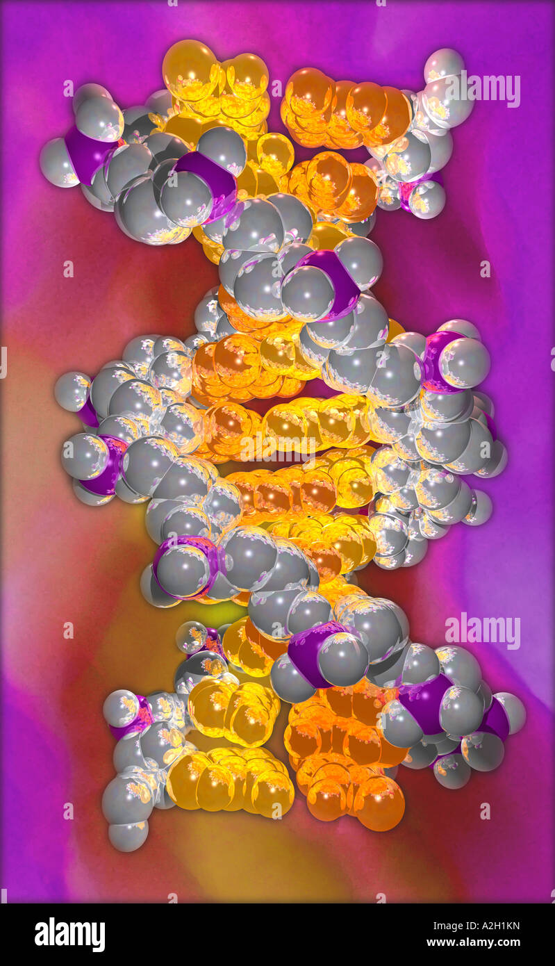 molecular model of a DNA molecule showing the base pairs in gold and ...