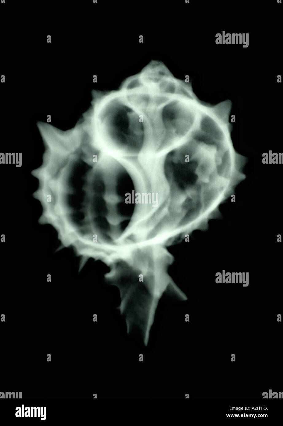 xray of a sea shell Stock Photo - Alamy