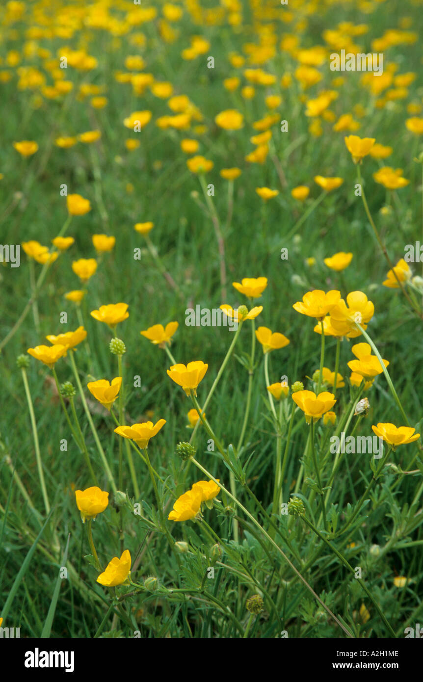 Meadow Buttercup Ranunculus acris Thorndon Park Essex UK Stock Photo ...